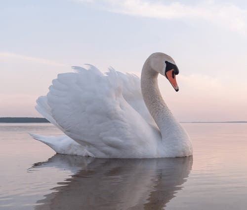 Yoga: Practices for Awakening Inner Peace and Joy – Himalayan Institute ...